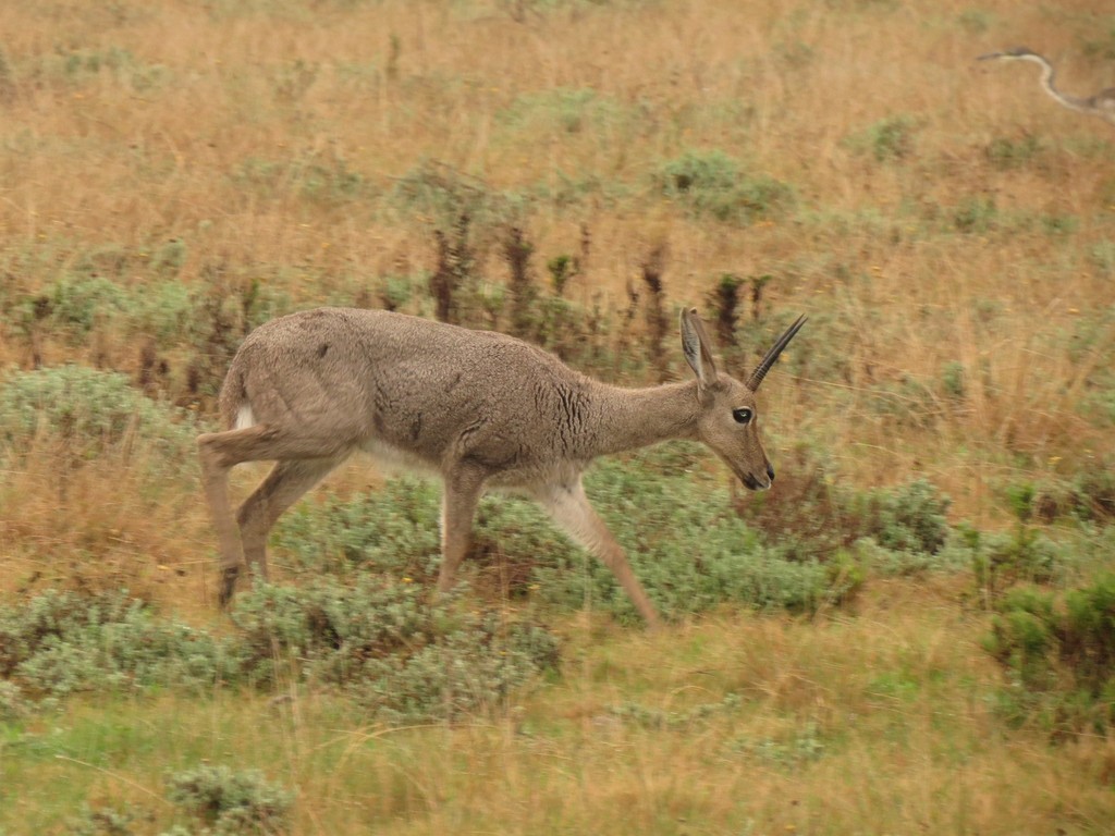Grey Rhebok from South Cape DC, South Africa on August 30, 2015 at 04: ...