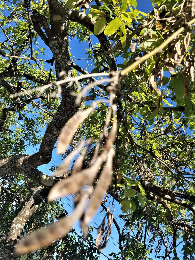 legumes from Ucluelet, BC, Canada on September 13, 2017 at 02:14 PM by ...