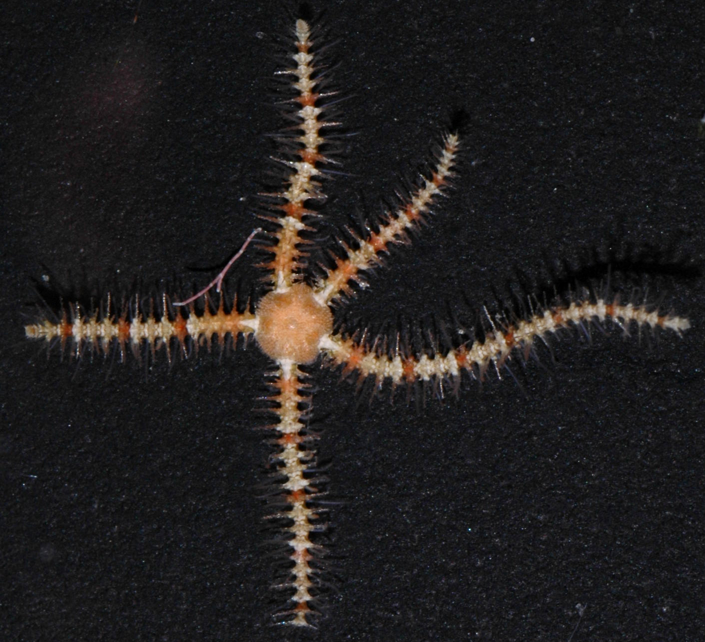 Ophiothrix angulata (Say, 1825)