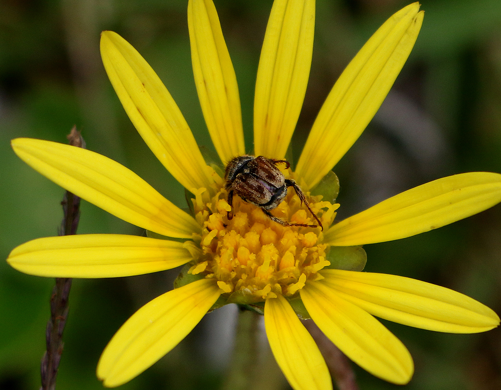 Monkey Beetles from The Island, Sedgefield, 6573, South Africa on ...
