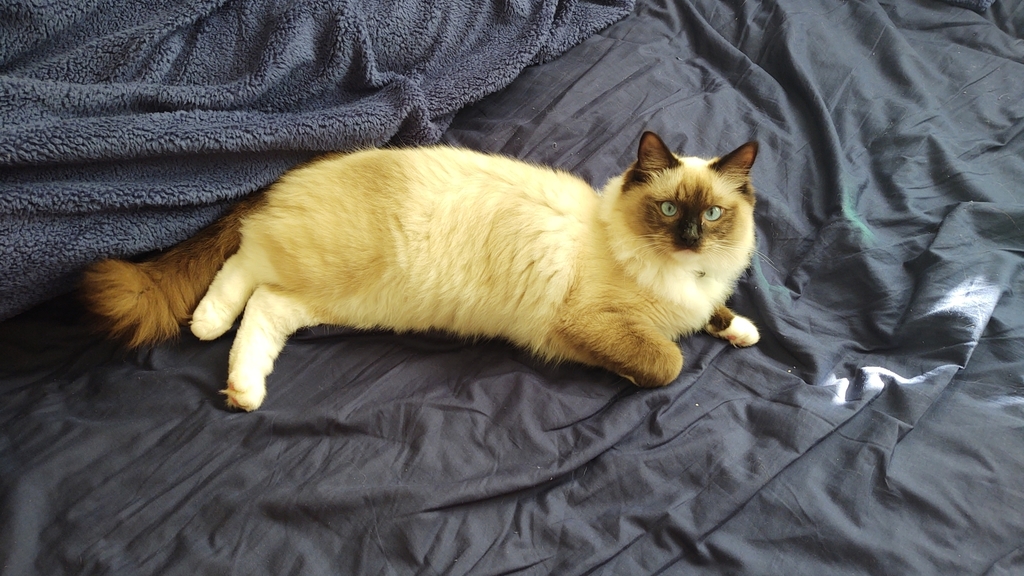 Domestic Cat from Drinan, Swords, Co. Dublin, Ireland on November 04 ...