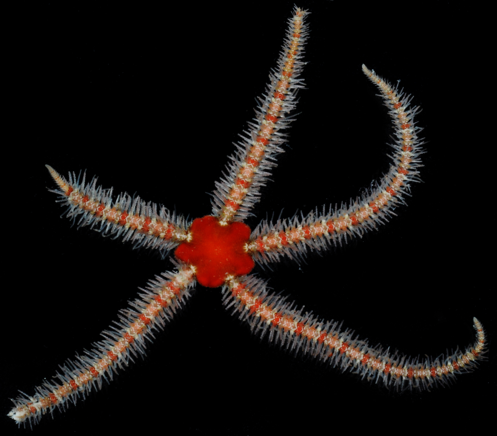 Ophiothrix angulata (Say, 1825)