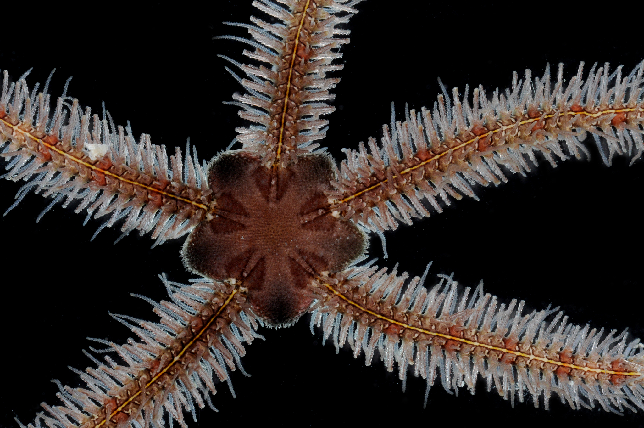 Ophiothrix angulata (Say, 1825)