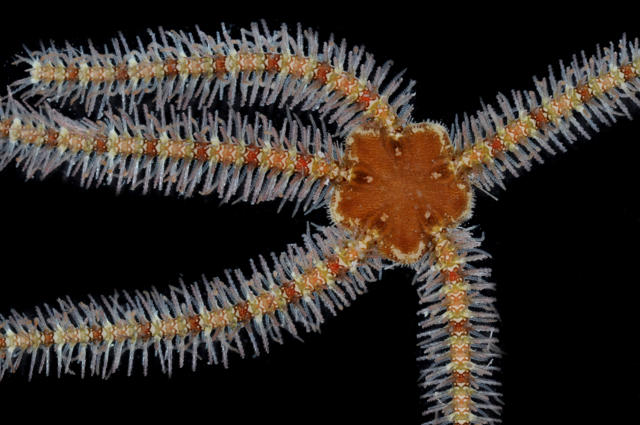 Ophiothrix angulata (Say, 1825)