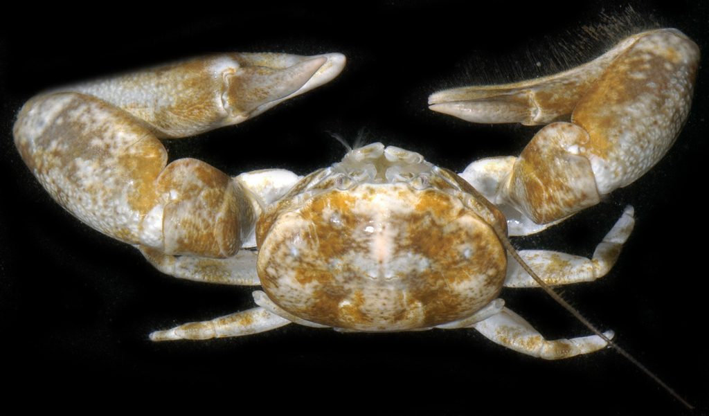 Eastern Tube Crab (MatBio: CRABS, SHRIMPS, JELLYFISH, SEA STARS ...