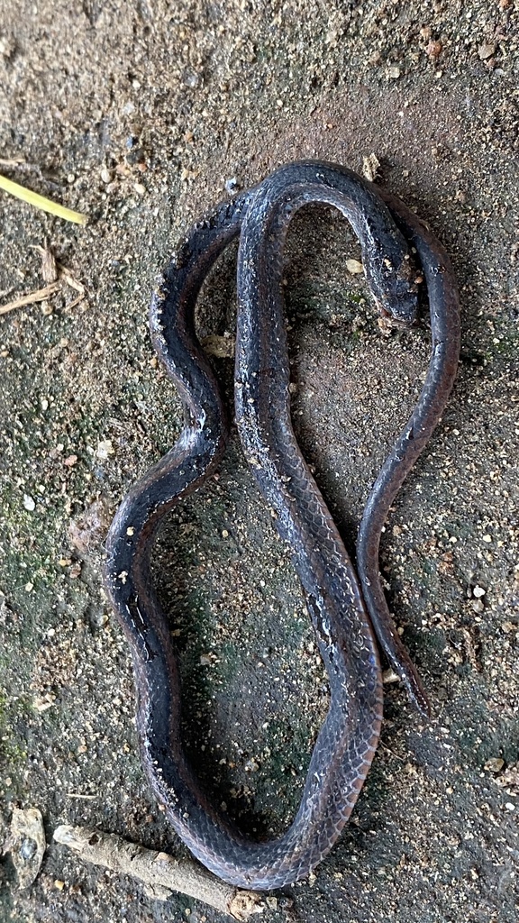 Forest Marsh Snake from Michiru Road, Blantyre, Province du Sud, MW on ...