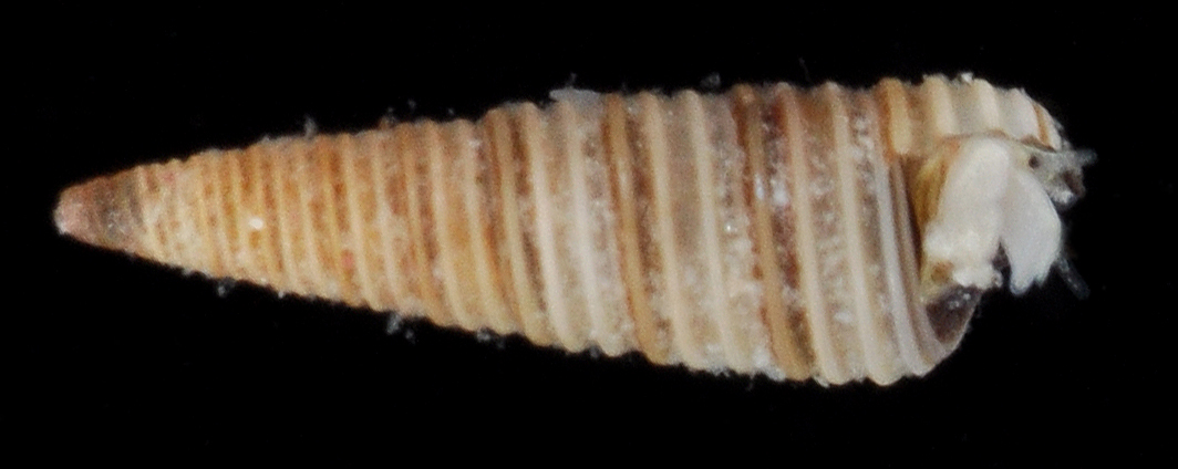 Seila adamsii (H.C.Lea, 1845)