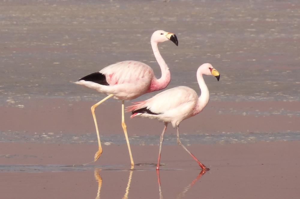 Andean Flamingo (Phoenicoparrus andinus) - Avian Discovery
