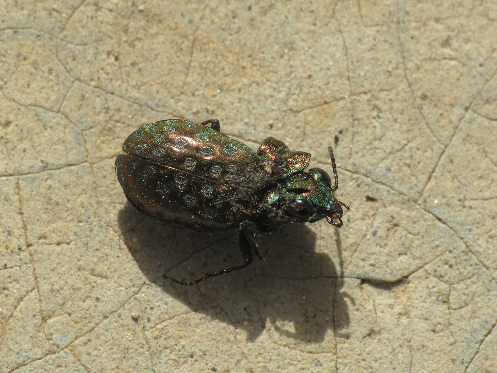 Marsh Ground Beetles from Granada, Spain on July 22, 2019 at 06:02 PM ...