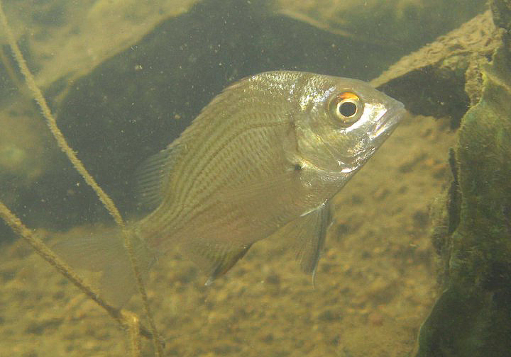 Pikey Bream from Tai Ho River, Hong Kong on October 1, 2009 by H.T ...