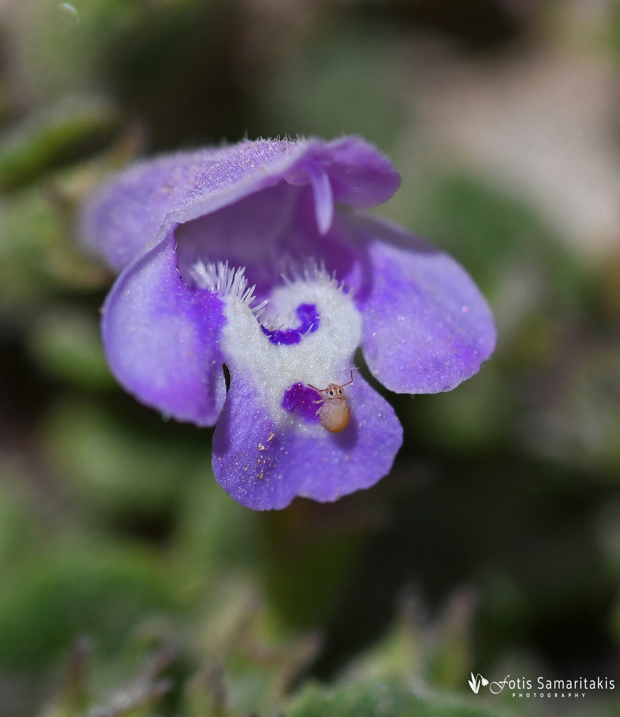 (Clinopodium) - Botanical Realm