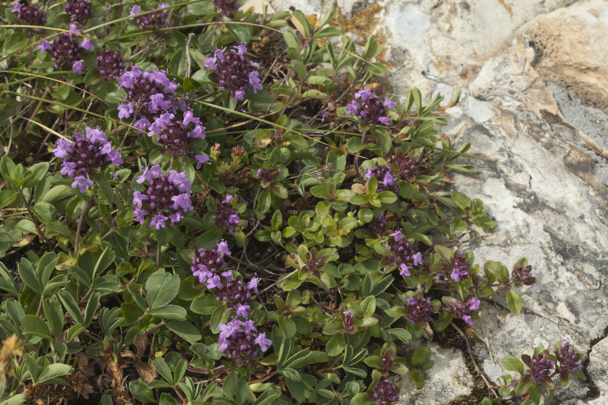 Thymus nummularius M.Bieb.