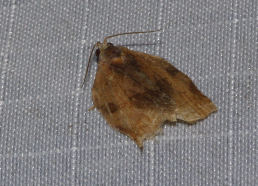 Rose Tortrix Moth from Le Rocher-Percé, QC, Canada on August 10, 2020 ...