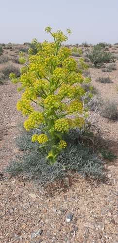 Ferula persica · iNaturalist Mexico