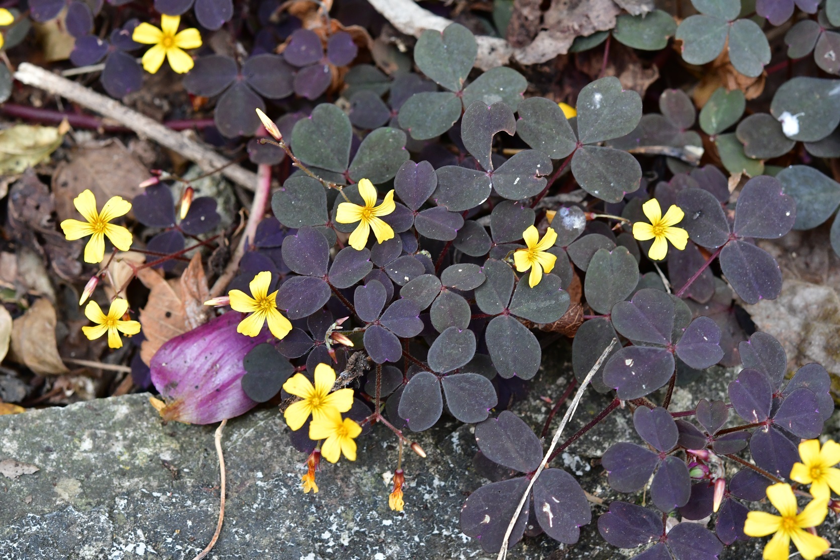 Oxalis spiralis G.Don