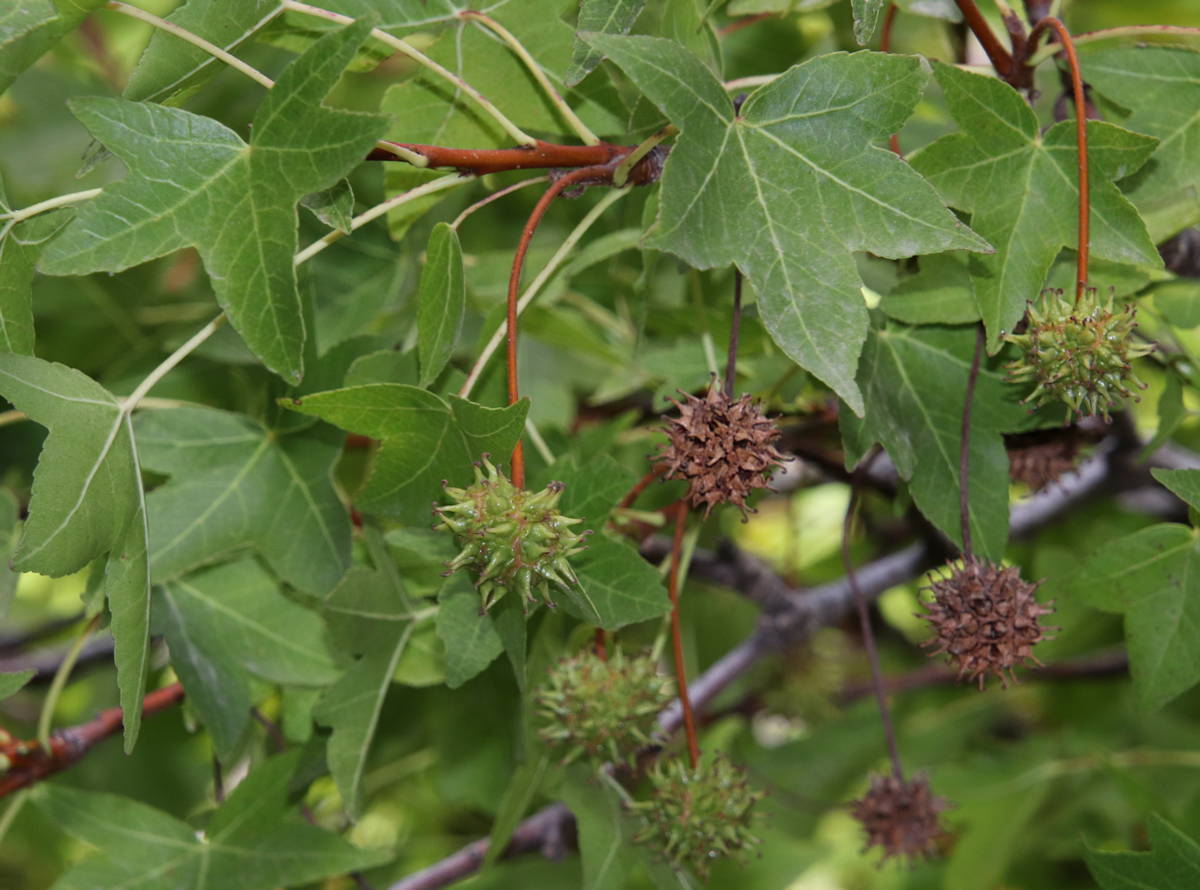 Liquidambar orientalis Mill.
