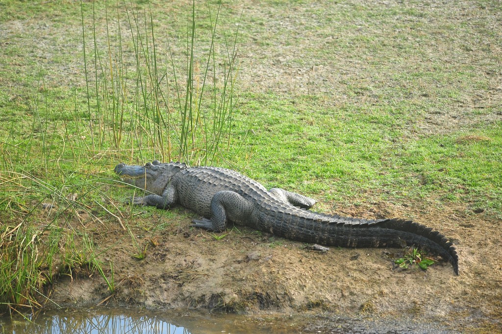 American Alligator from Cameron County, TX, USA on December 27, 2020 at ...