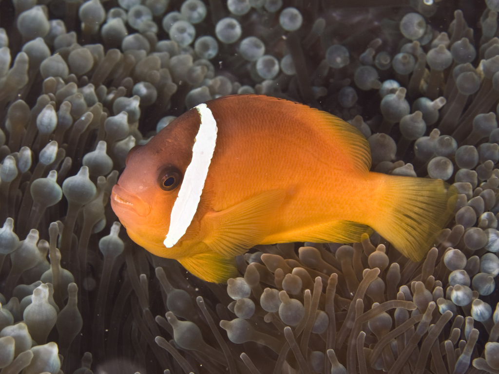 Fiji Tomato Anemonefish (Amphiprion barberi) - Marine Life Identification