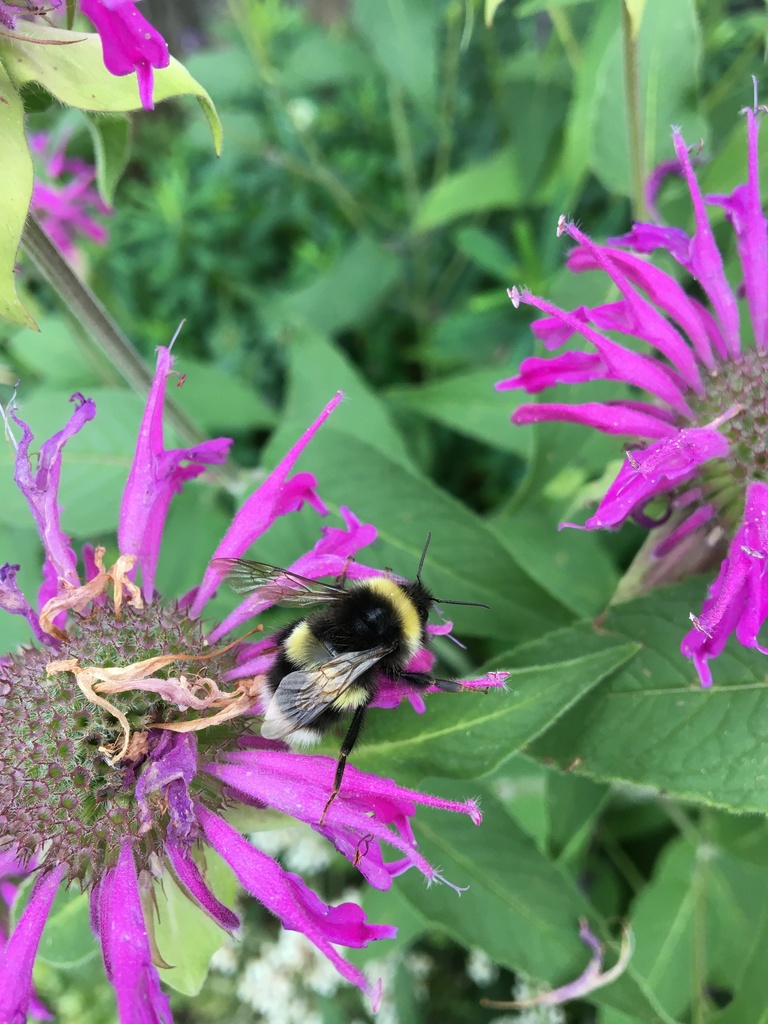 Cryptic Bumble Bee from Southwest Calgary, Calgary, AB, Canada on ...