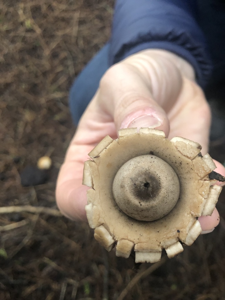 rounded earthstar from Ocean Dr, Fort Bragg, CA, US on January 02, 2021 ...