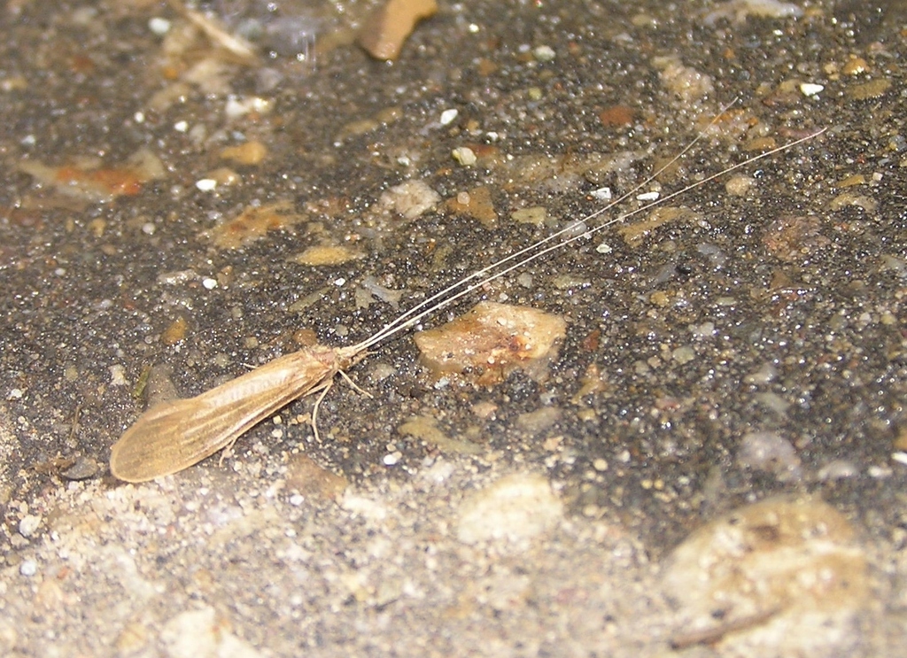 Oecetis ochracea from Sherwood Park, AB, Canada on July 12, 2008 at 02: ...