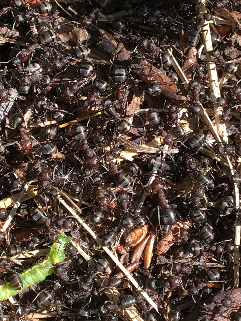 Western Thatching Ant from Division No. 6, AB, Canada on June 20, 2020 ...