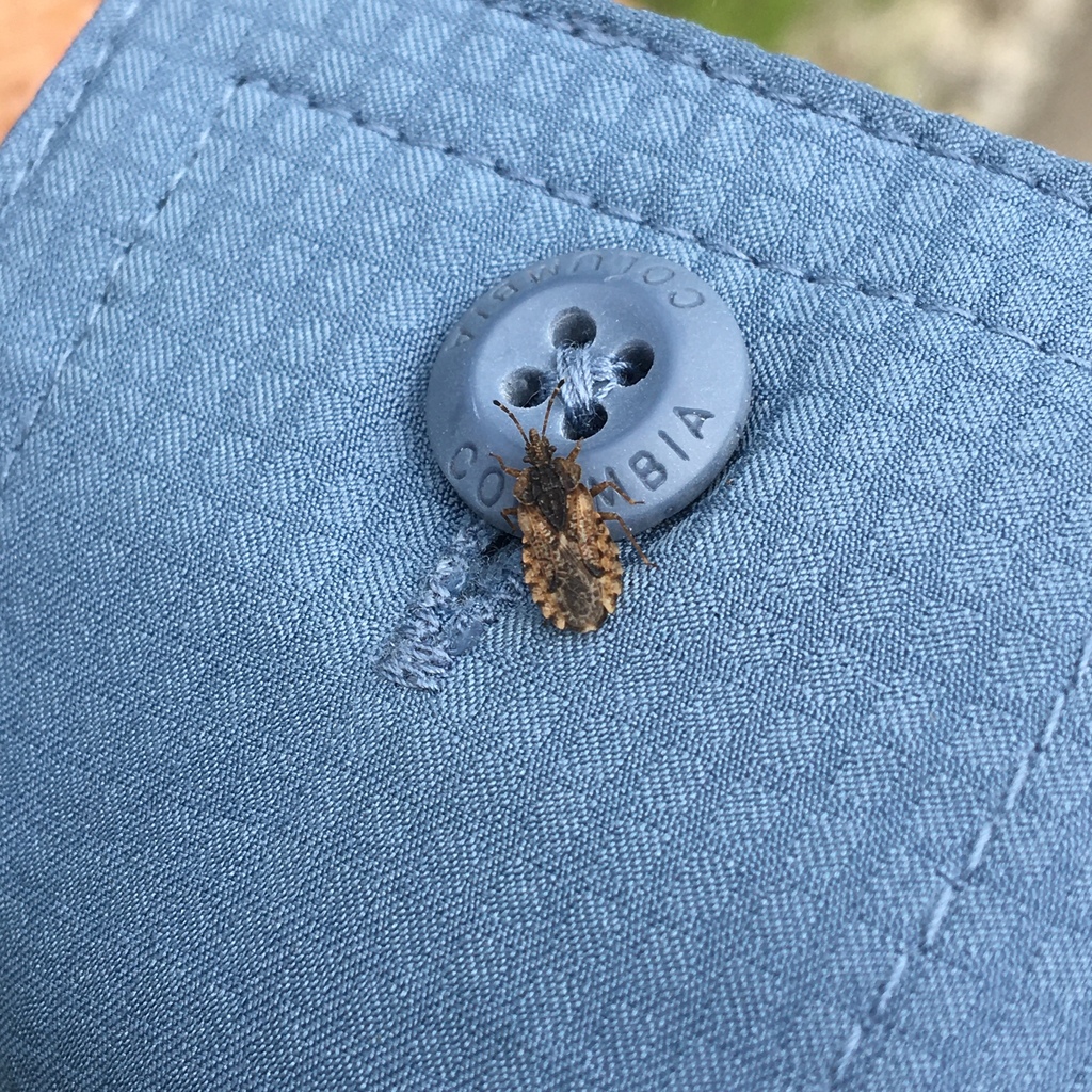 Pentatomomorph Bugs from Southeast Calgary, Calgary, AB, Canada on June ...