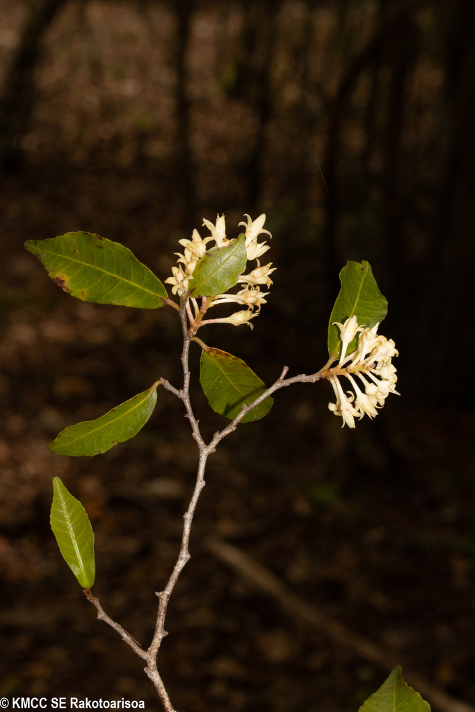 (Rinorea angustifolia) - Botanical Realm