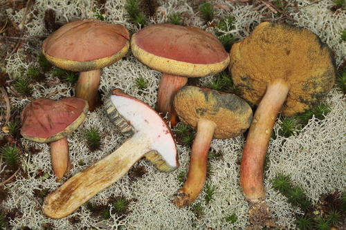 Boletus patrioticus · iNaturalist United Kingdom