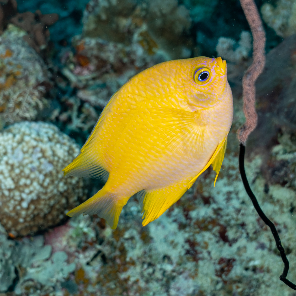 Golden Damselfish (Field guide to fishes of the Coral Sea Marine Park ...
