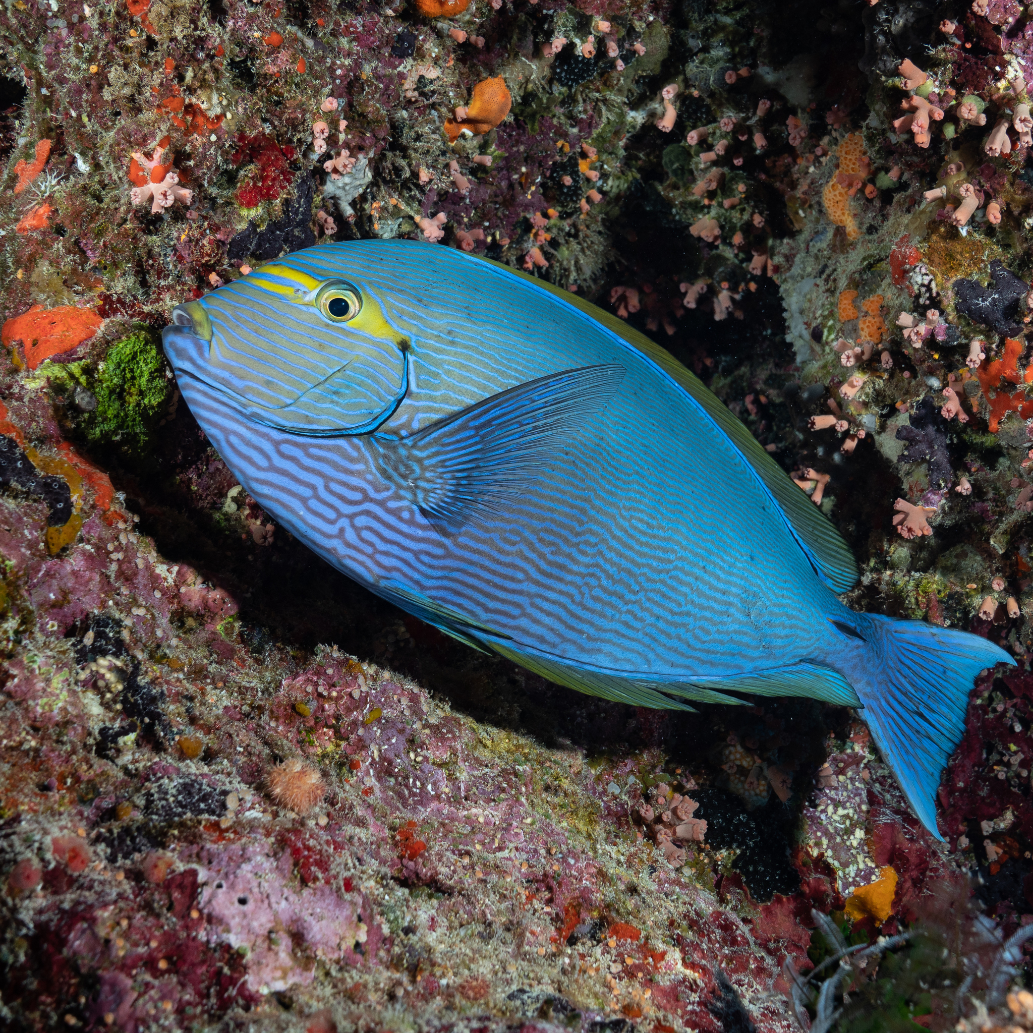 Acanthurus Blochii