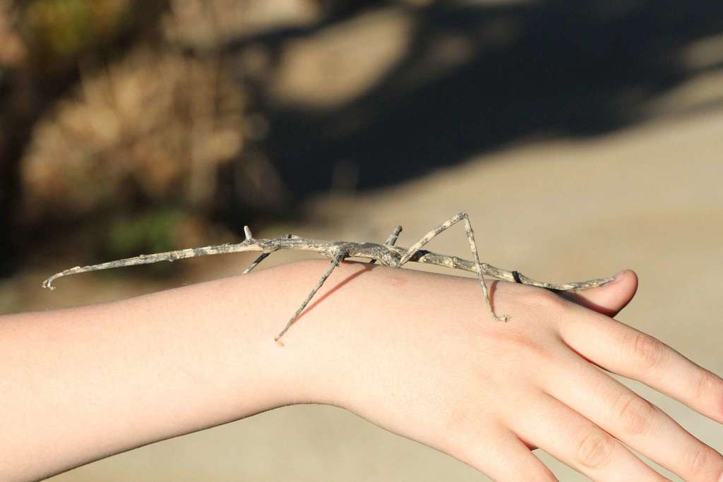 Short Horn Giant Stick Insect from Farm Kyffhäuser, Maltahöhe District ...