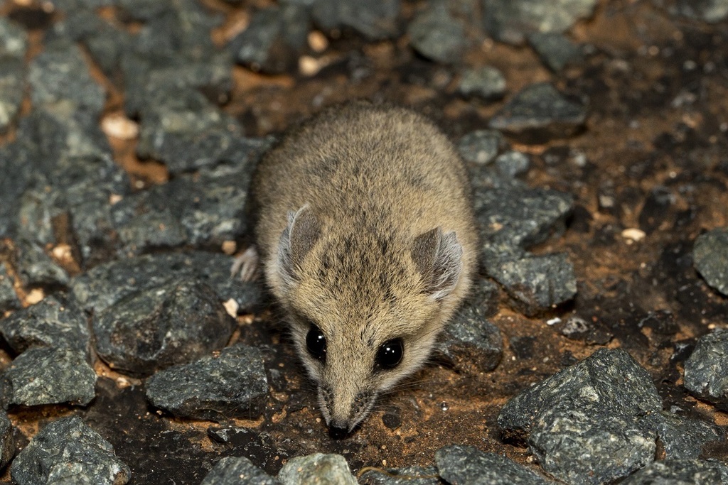 Slender-tailed Dunnart (Sminthopsis murina) - Know Your Mammals