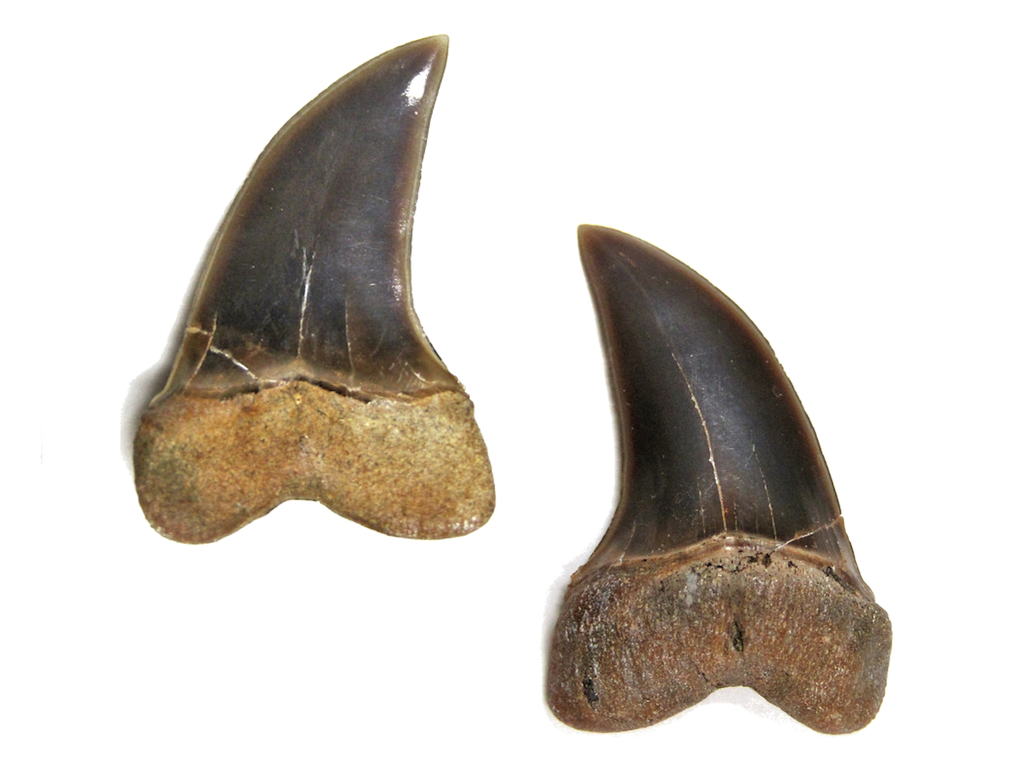 Isurus planus in August 2015 by Saryu Mae. Isurus planus (Agassiz, 1856 ...