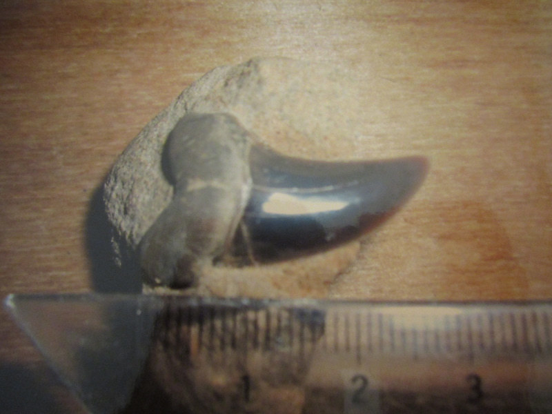 (Isurus planus) - Marine Life Identification