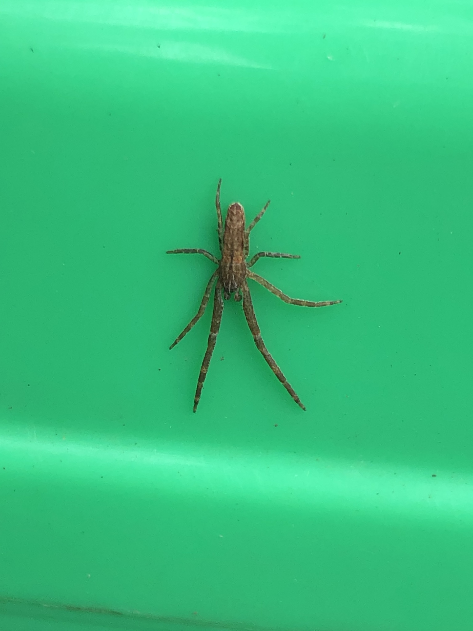 Synalus angustus (L.Koch, 1876)