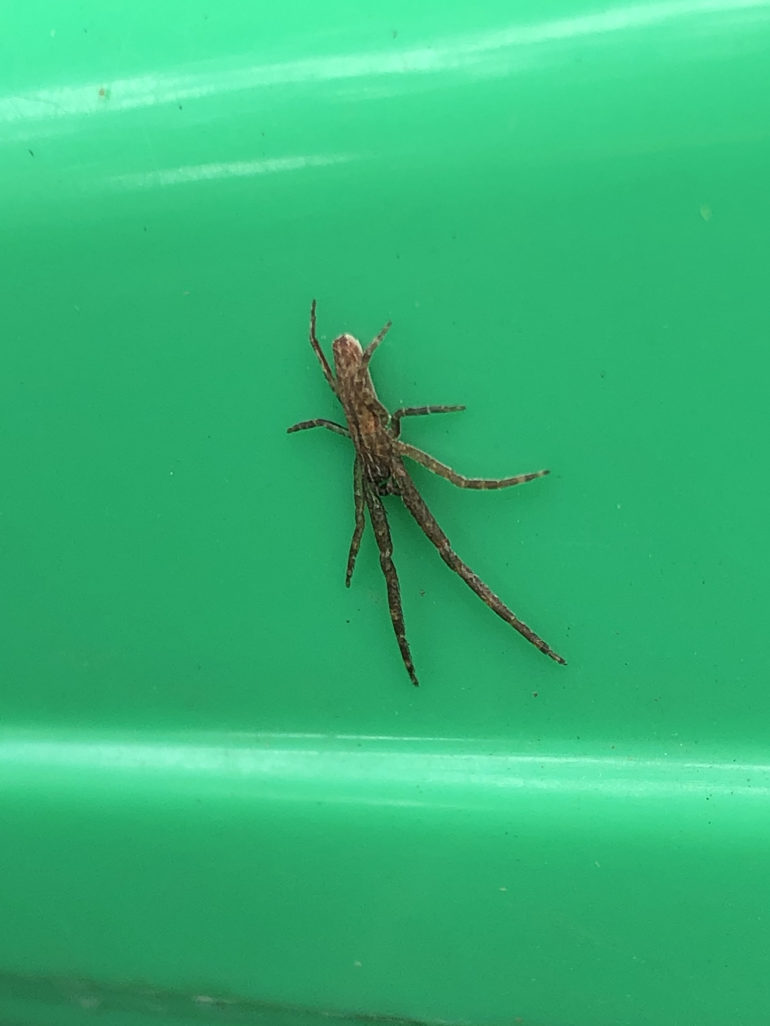 Synalus angustus (L.Koch, 1876)