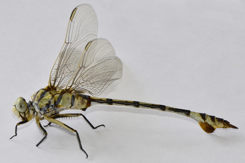 Лінденія чотирилисткова (Odonata of Ukraine / Бабки України) · iNaturalist