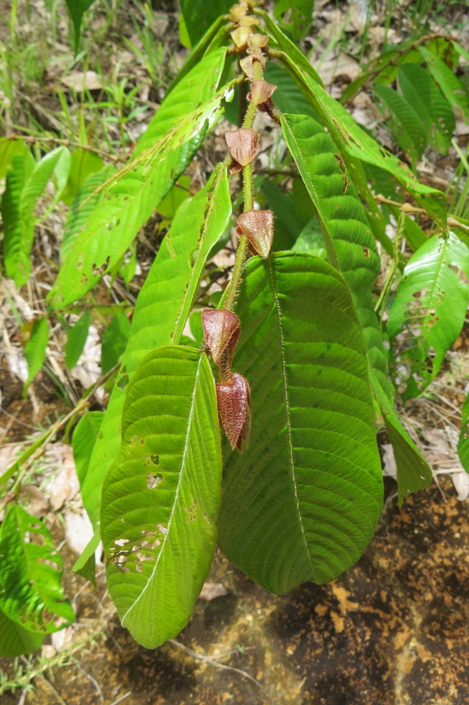 (Shorea) - Botanical Realm