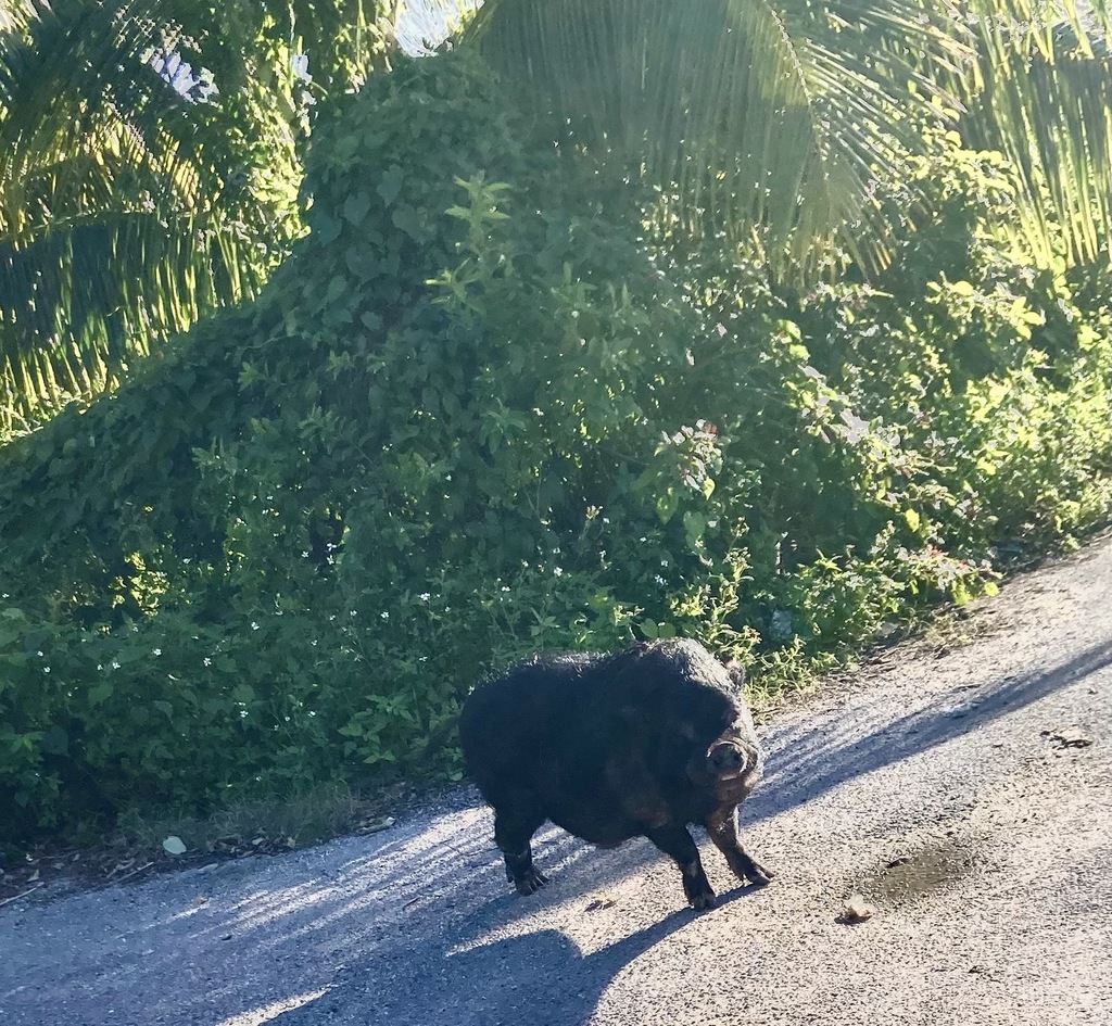 Domestic Pig from San Miguel de Cozumel, Q.R., México on December 29 ...