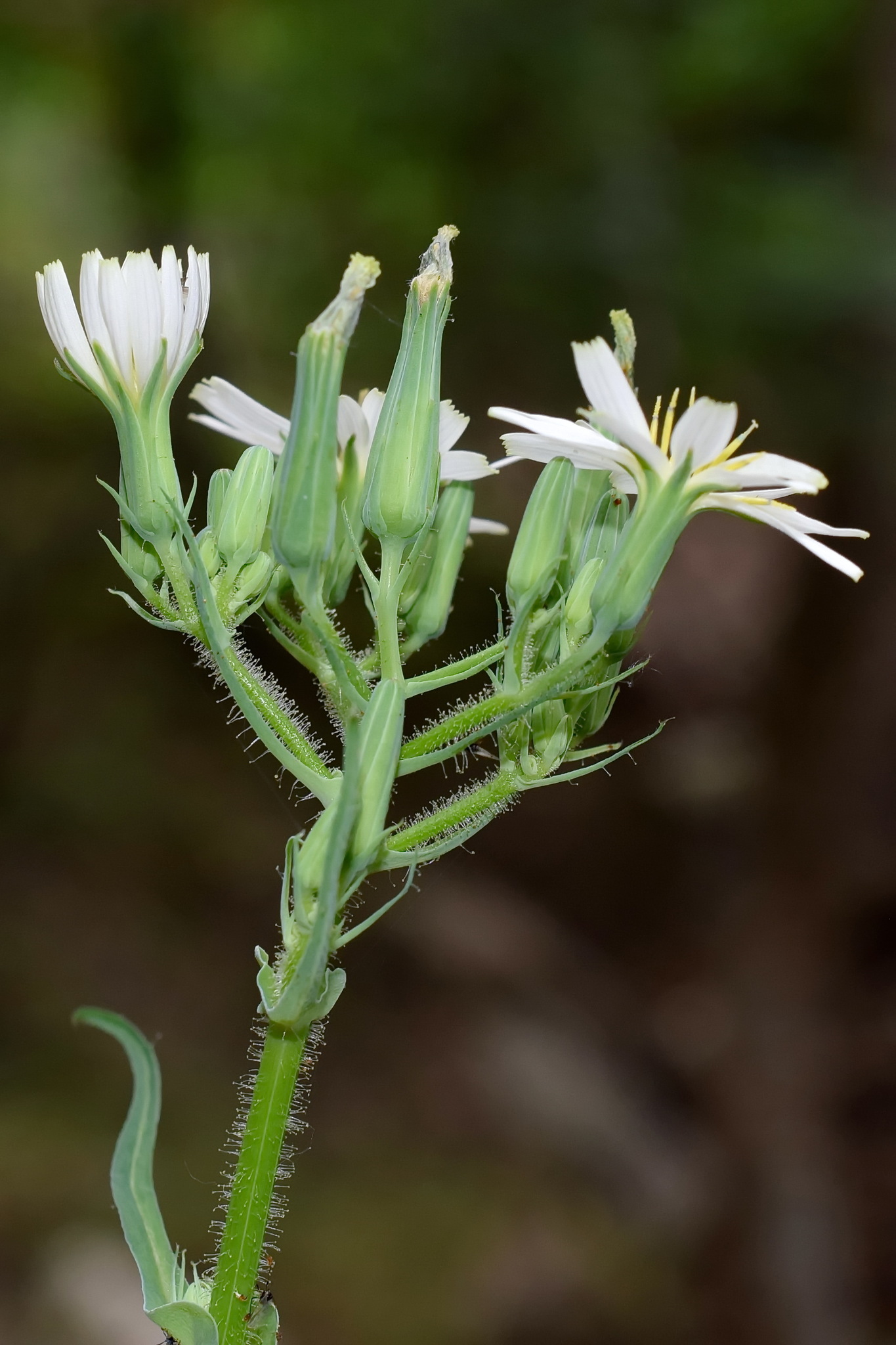 Lactuca hispida DC.