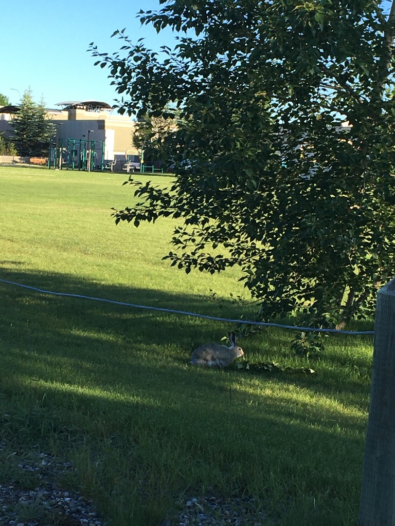 White-tailed Jackrabbit from Northwest Calgary, Calgary, AB, Canada on ...