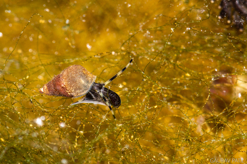 Genus Iravadia · iNaturalist