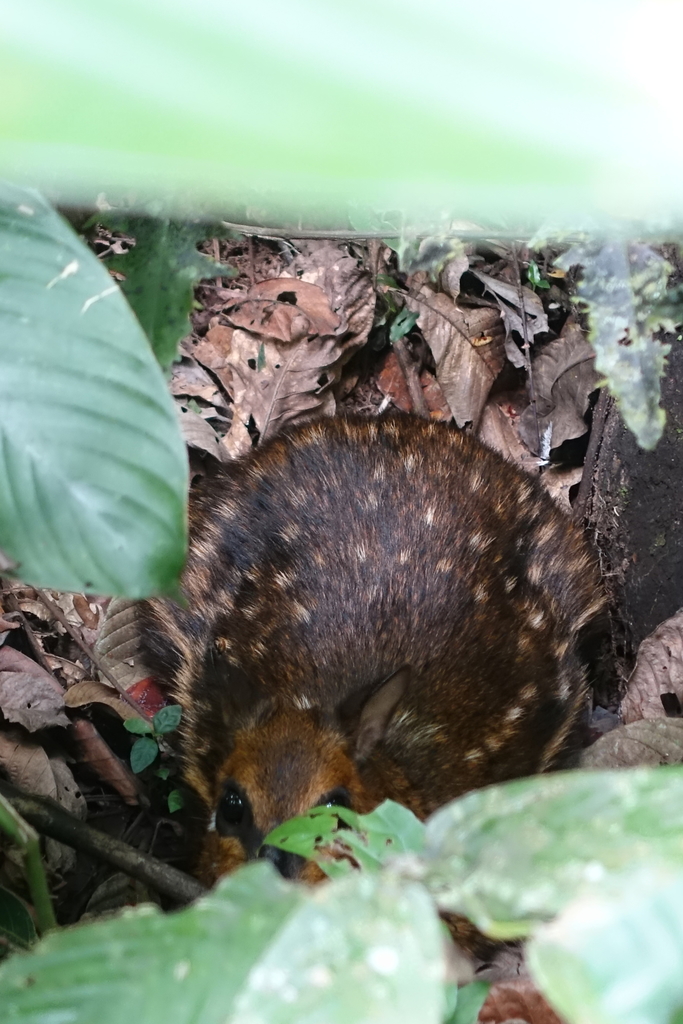 Water Chevrotain (Hyemoschus aquaticus) - Know Your Mammals