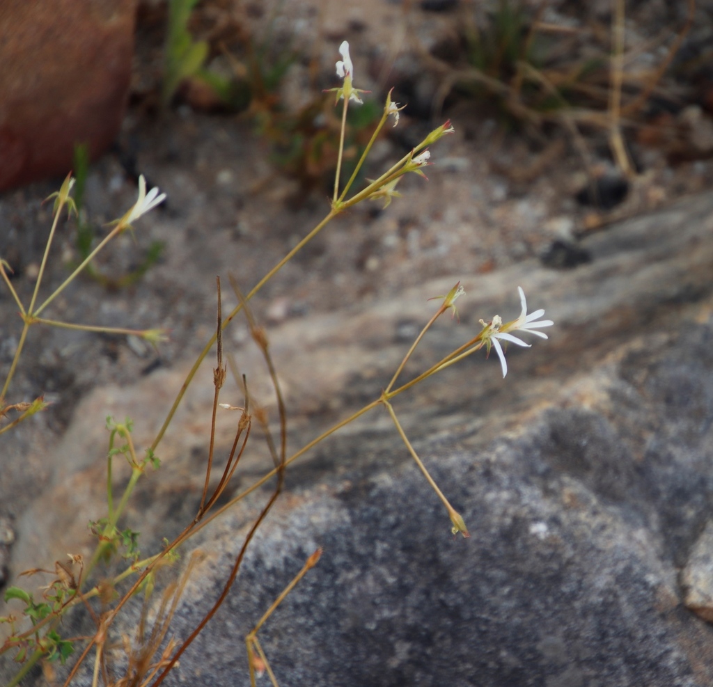 Long Storksbill from Wildeperdejagriver: Olive Glen lower slopes ...