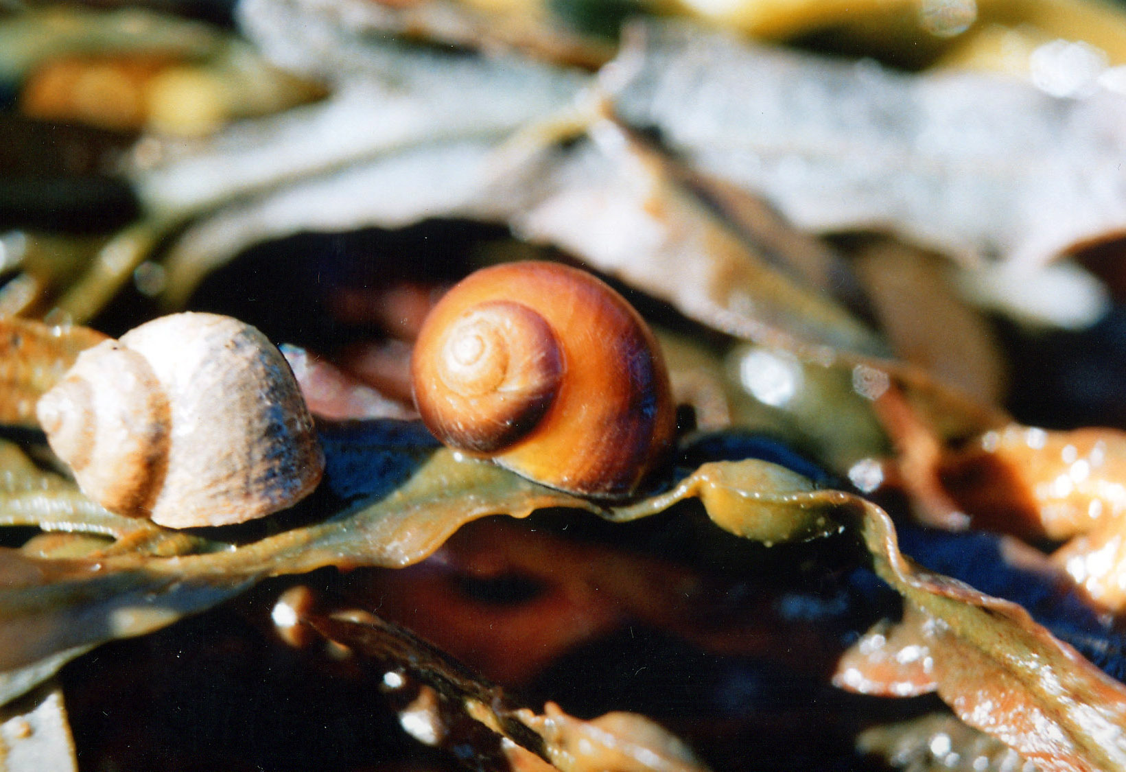 Litorina obtusata (Linnaeus, 1758)