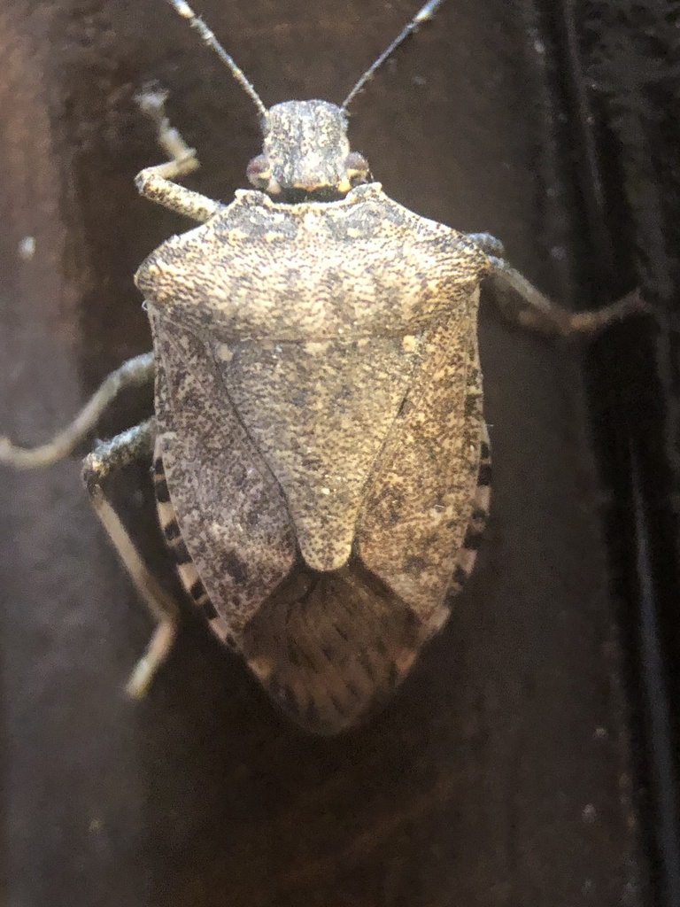 Brown Marmorated Stink Bug from 36th Ave, Seattle, WA, US on January 6 ...