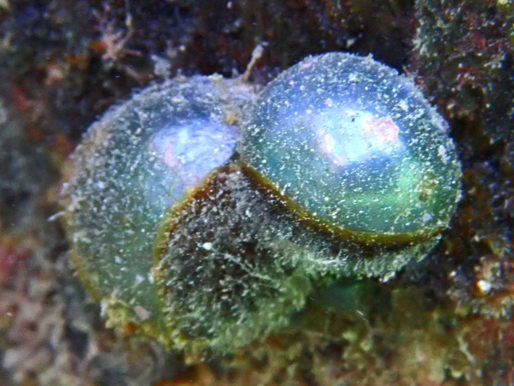 green algae (Chlorophyta) - Botanical Realm
