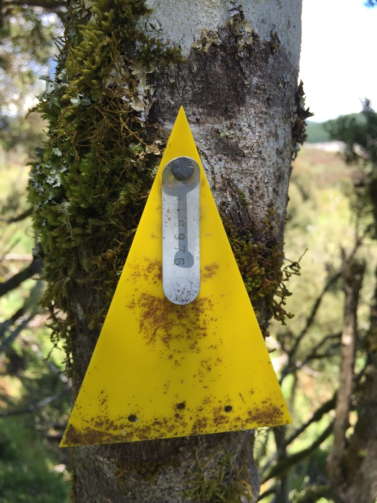 Pittosporum turneri from Taharua, New Zealand on January 8, 2021 at 01: ...
