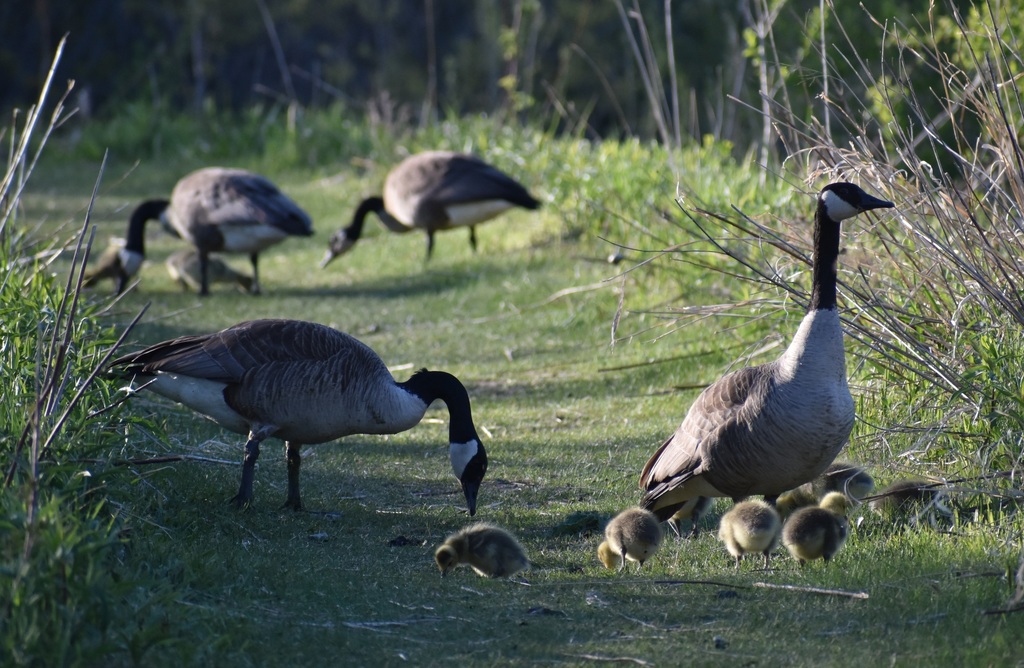 Canada Goose from Dodge Nature Preserve - Lilly Property, Mendota ...